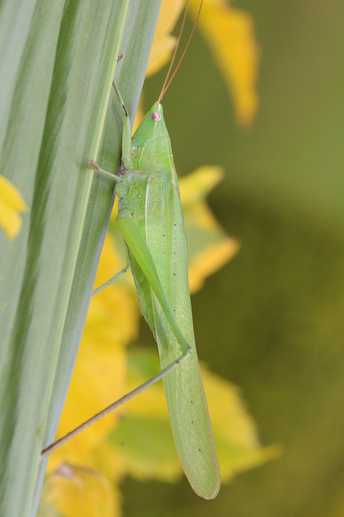 icipe, The International Centre of Insect Physiology and Ecology - Food ...