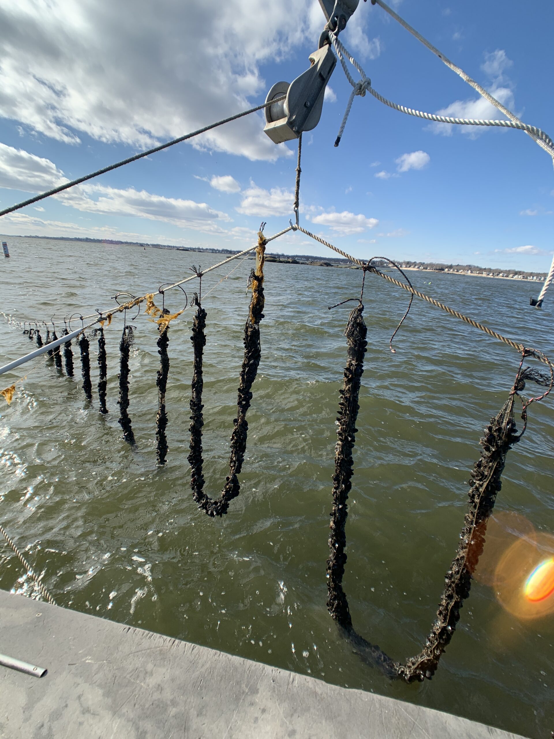 GreenWave - Taking ocean farming to new depths - Food Planet Prize