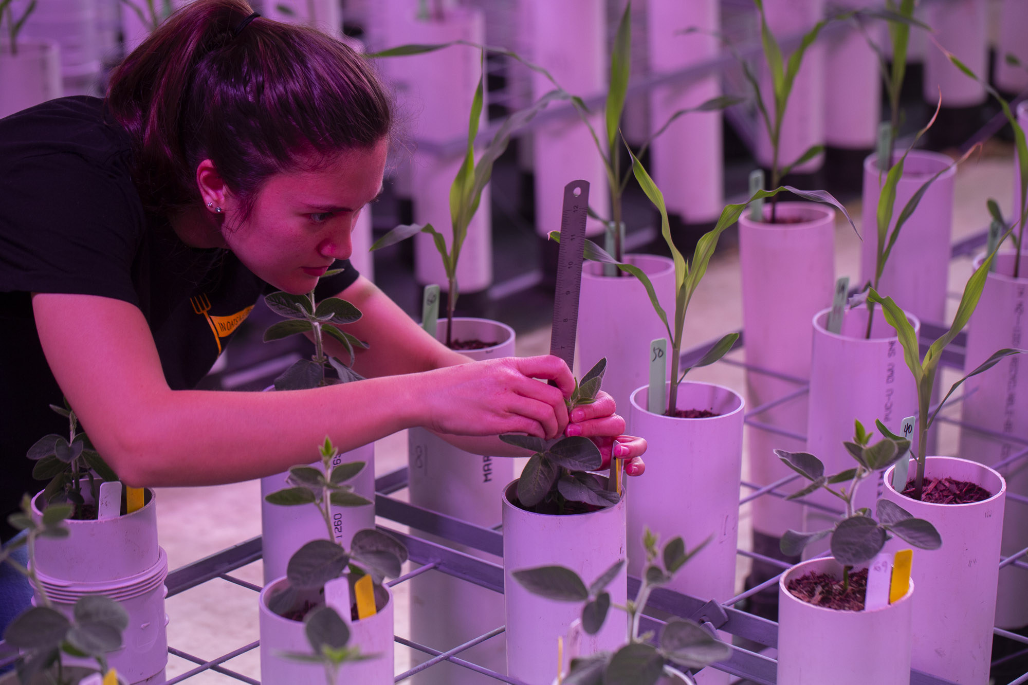 BioLumic: A bright recipe for healthier crops and higher yields - Food ...