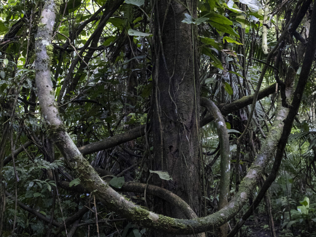 Yakum is planting the future in Ecuador - Food Planet Prize
