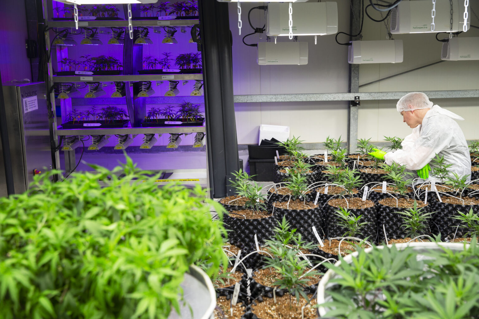 BioLumic: A bright recipe for healthier crops and higher yields - Food ...