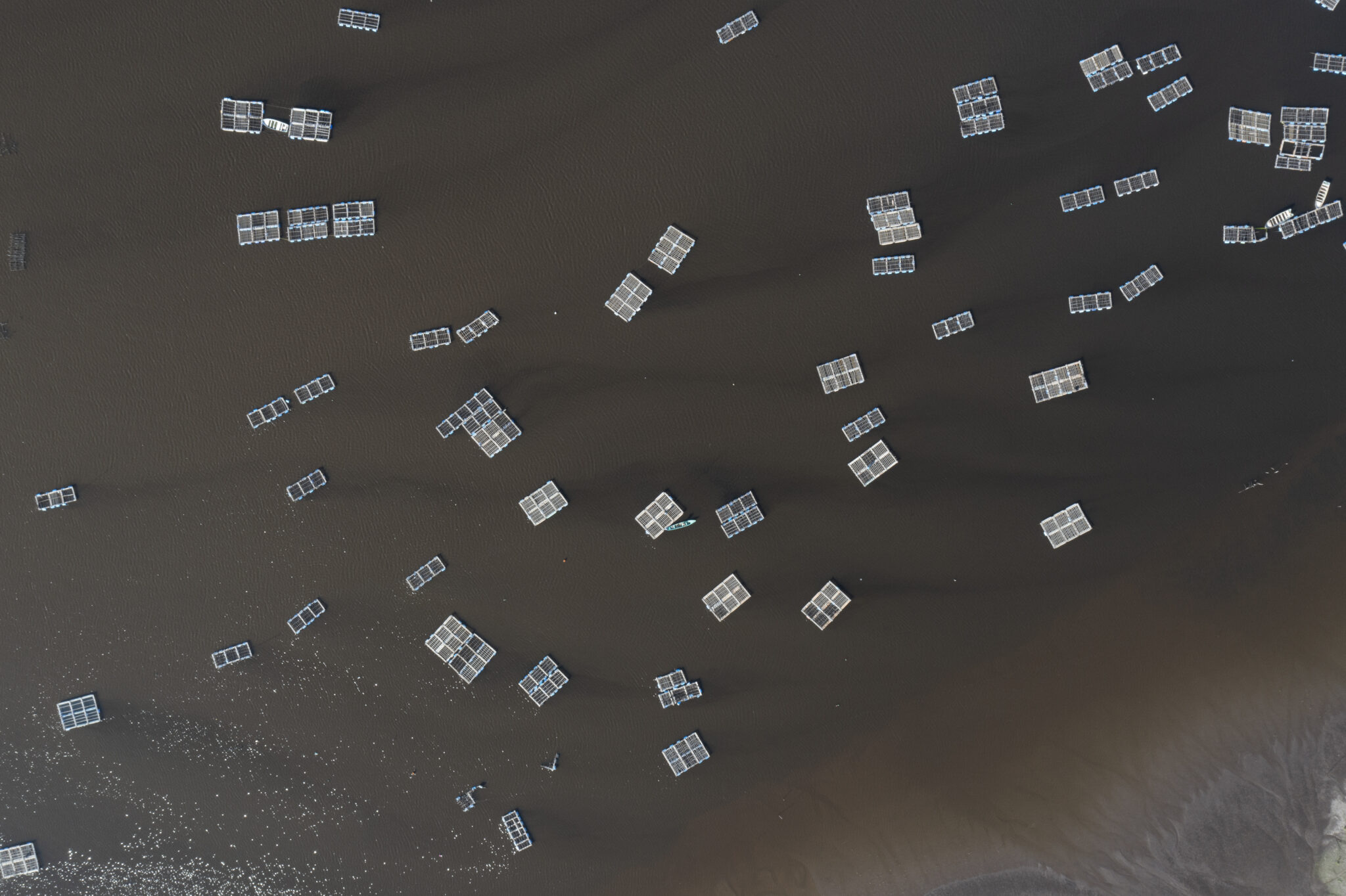The Global Mangrove Alliance is fighting to save vital ecosystems ...
