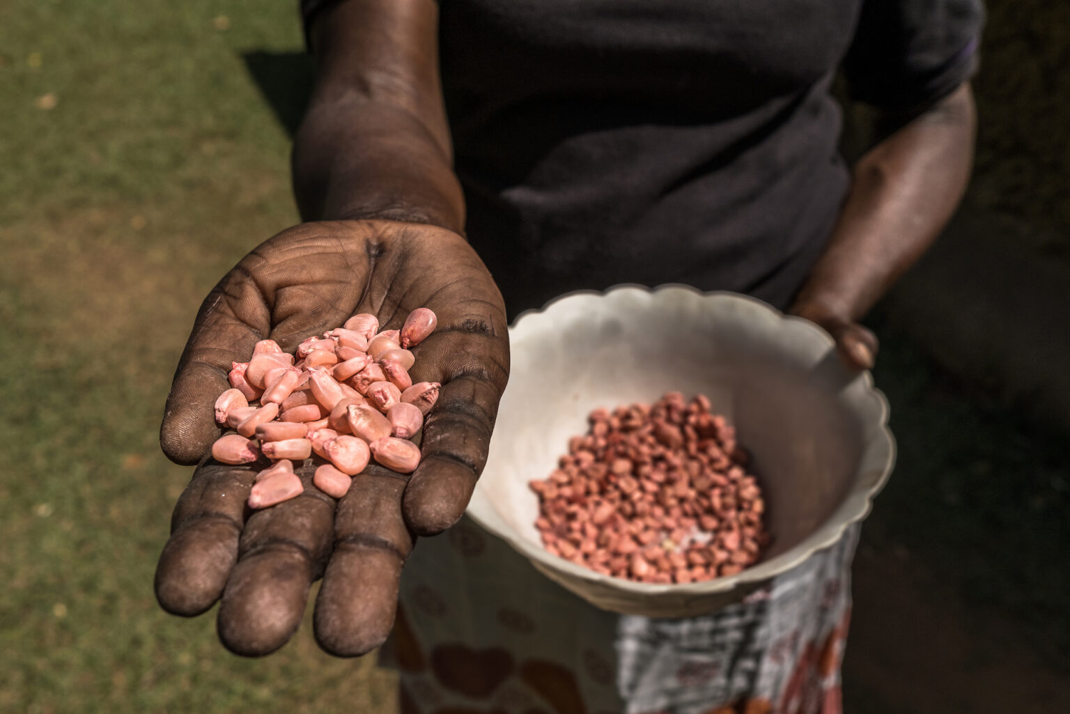 The Toothpick Company Uses Fungi as New Weapons in Kenyan Farmers’ War ...