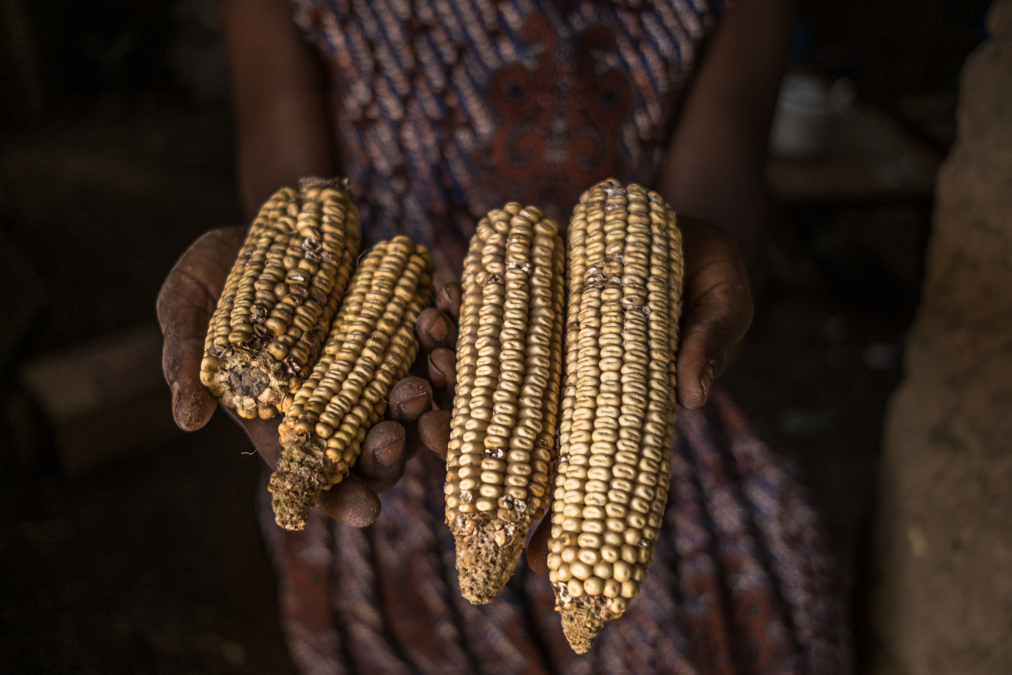 The Toothpick Company Uses Fungi as New Weapons in Kenyan Farmers’ War ...