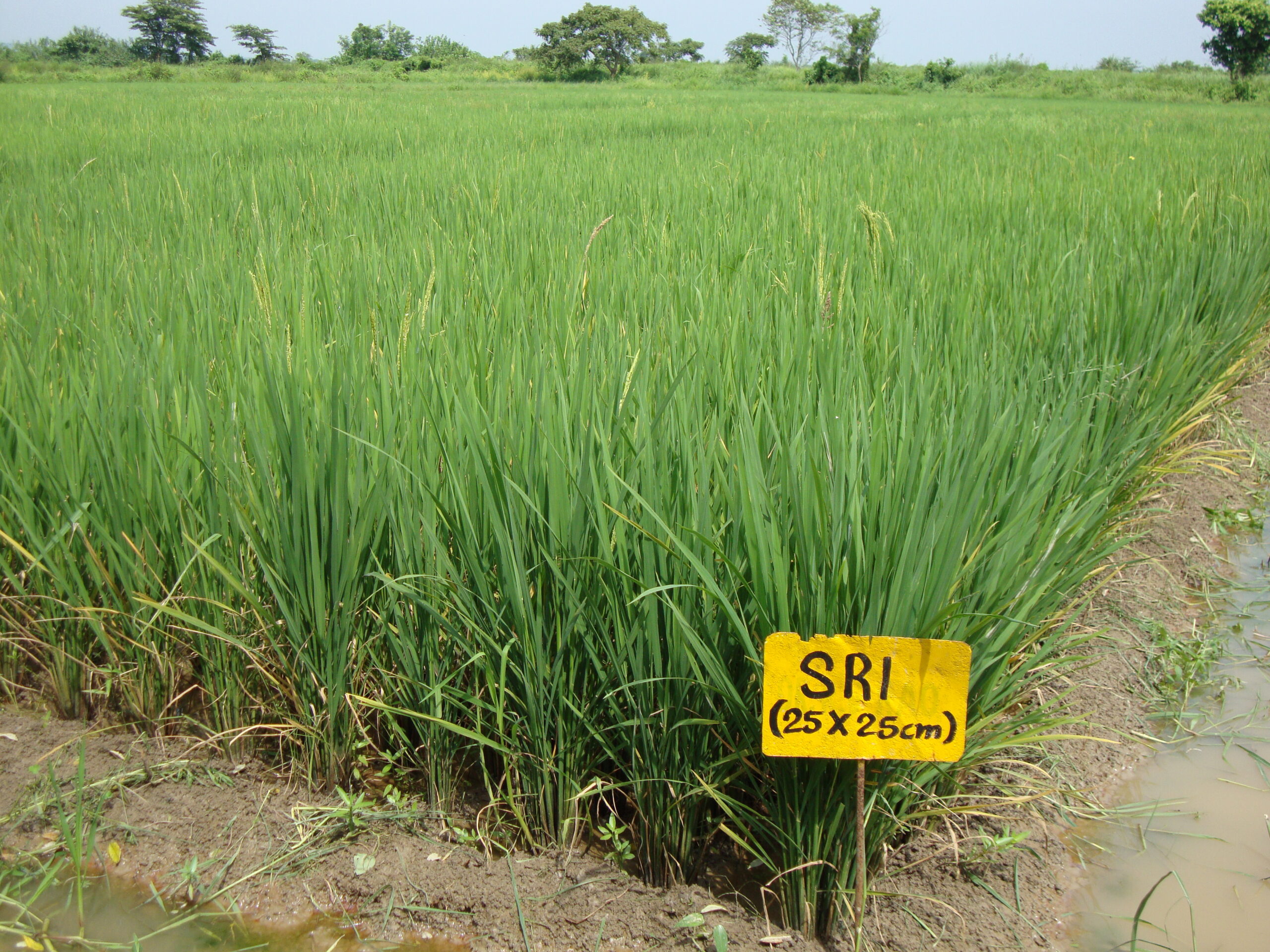 SRI-2030: Can Rice Farmers Boost Yields While Cutting Costs and Climate ...