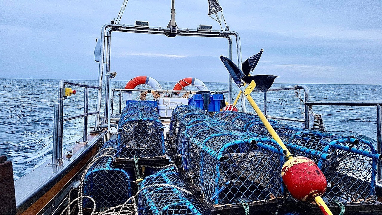 CuanTec: How Shrimp Shells Could Save Lives, Protect Plant Growth, and ...