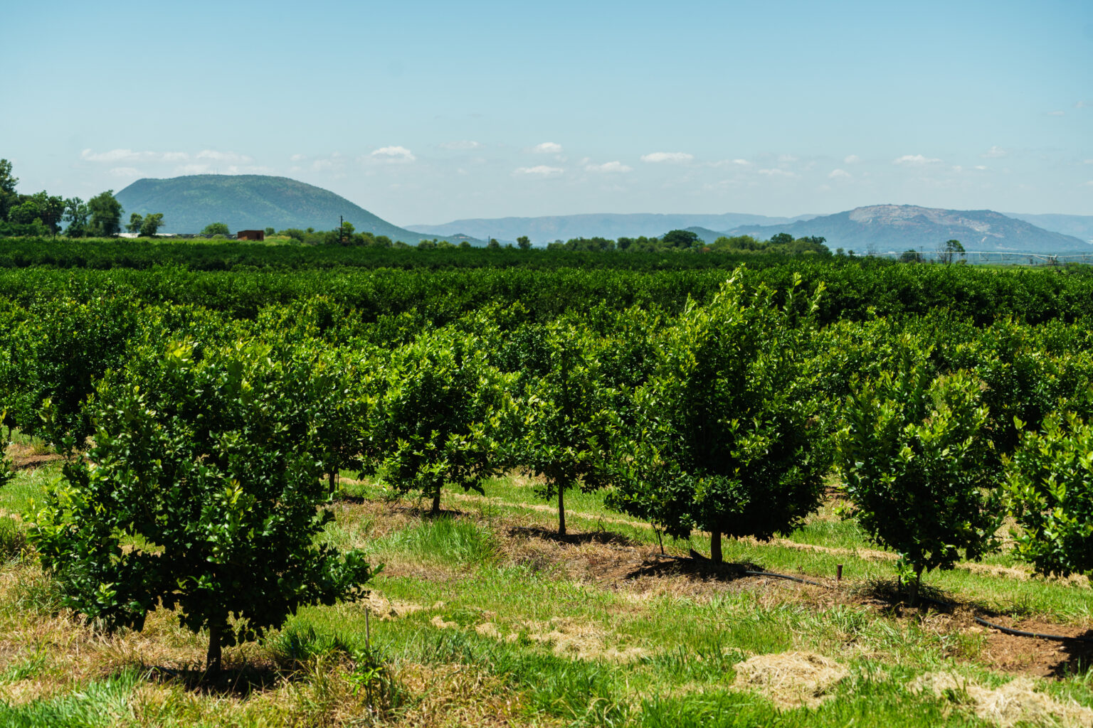 Virtual Irrigation Academy: The Tiny Device Reshaping Farming in Africa ...