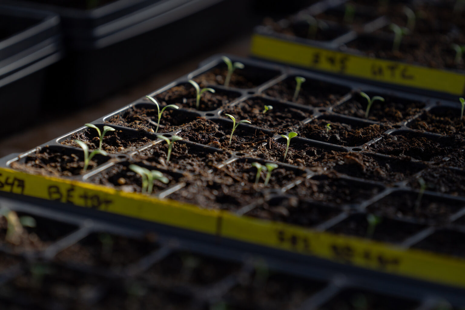 Adaptive Symbiotic Technologies: The Fungi That Could Transform Global ...